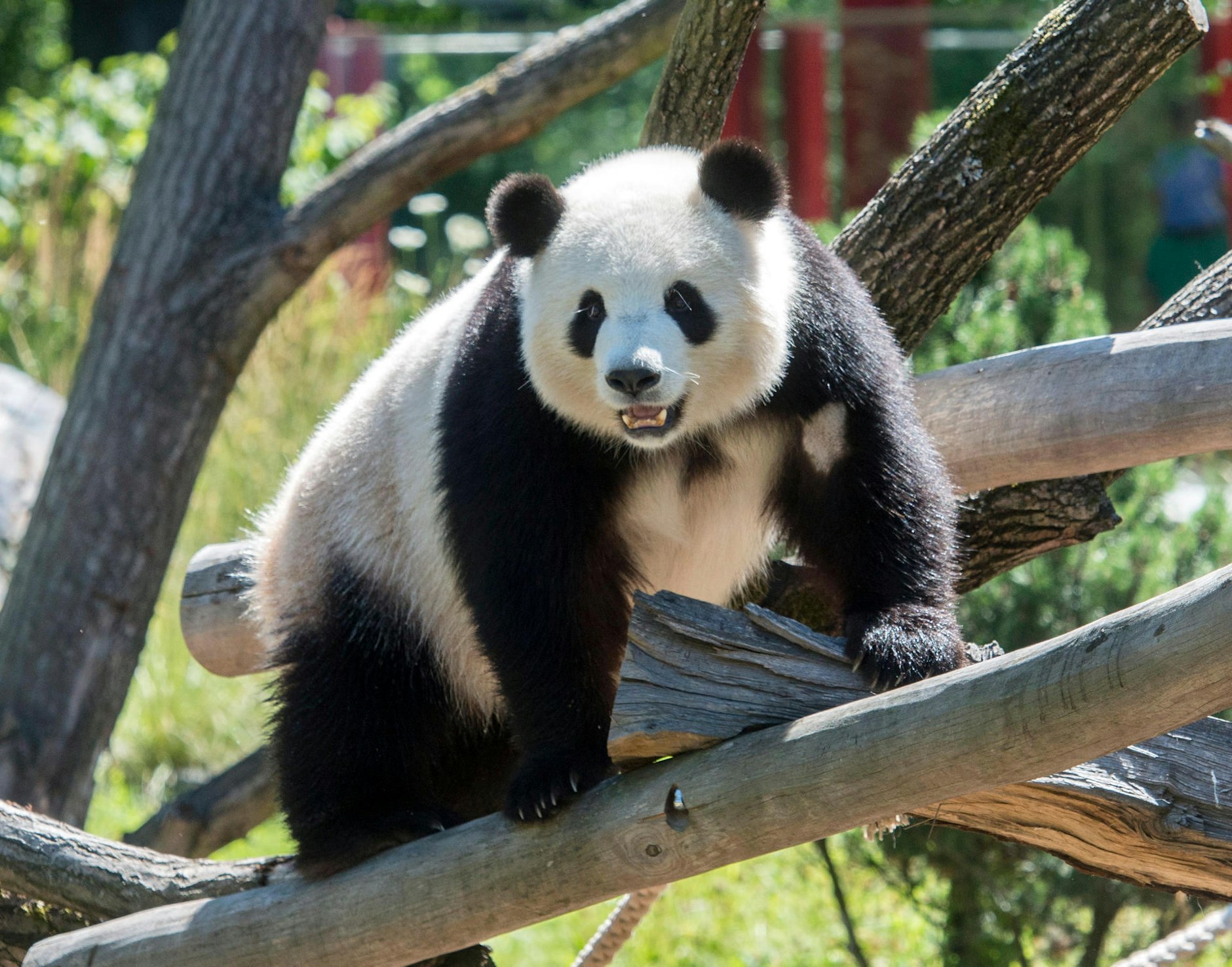 Meng Meng wird Mama: Hier schlägt das Herz ihres Babys