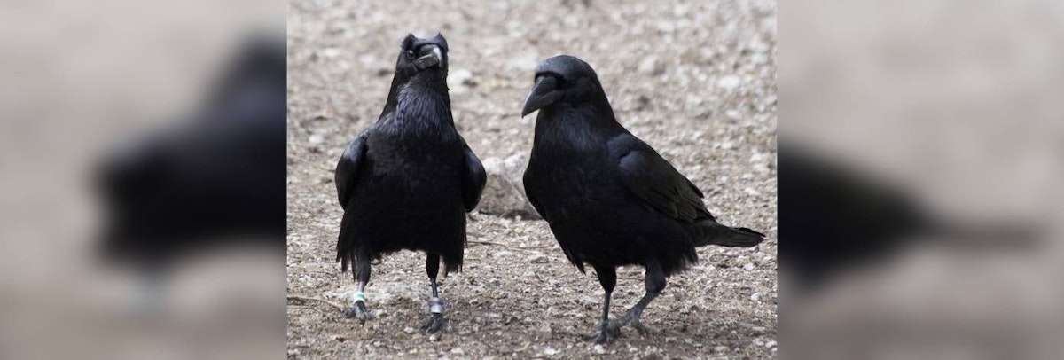 Raben sind so schlau wie Menschenaffen