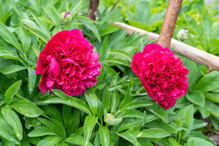 Pfingstrosen im Garten oder in der Vase: Tipps für eine atemberaubende ...
