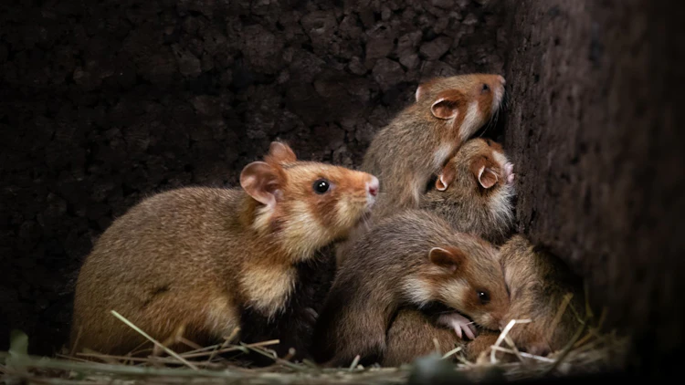 Niedlicher Feldhamster-Nachwuchs im Tierpark – und die traurige ...