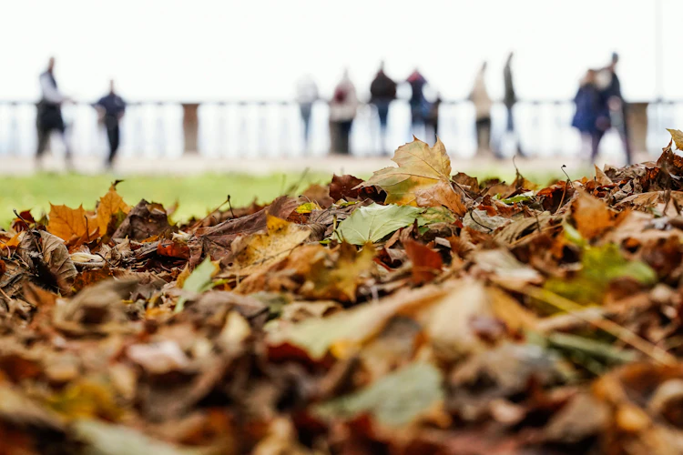 Zoff im Herbst: Wer muss das Laub wegräumen? Und gilt das auch für die ...