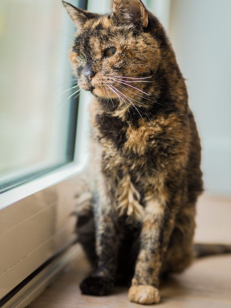 27 Jahre alt! Flossie ist die älteste Katze der Welt – ihre traurig ...