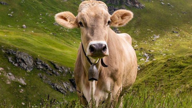 Die Story von Ubre Blanca: So wurde eine Kuh 1982 zur Heldin in Kuba