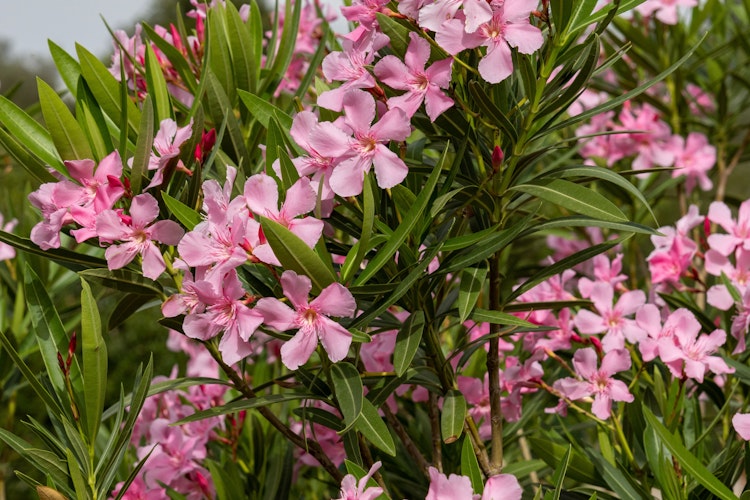 Oleander richtig gießen, vermehren und Schädlinge bekämpfen – so geht’s