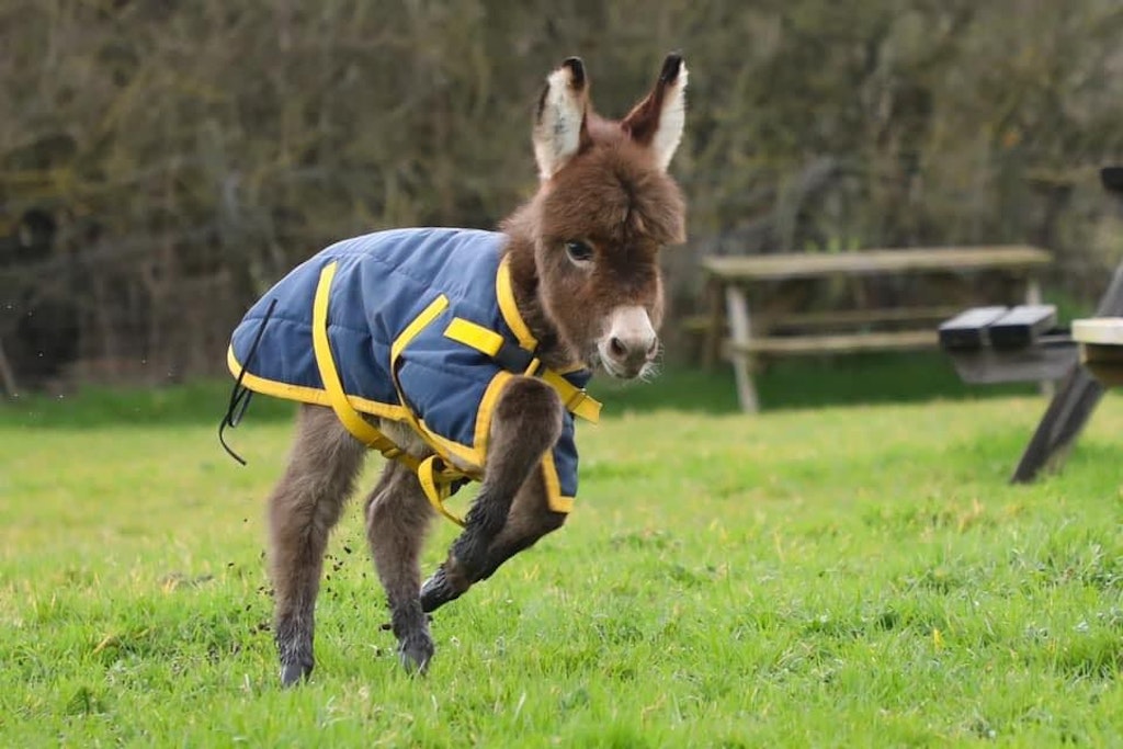 So herzzerreißend: Gestohlenes Esel-Baby Moon wieder zurück bei Mama!